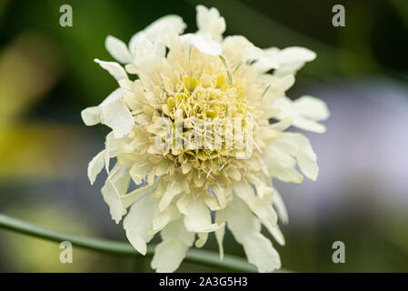 Giant yellow scabious flower Scabiosa columbaria subsp. ochroleuca with ...
