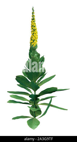 3D rendering of a common mullen orVerbascum thapsus plant isolated on ...