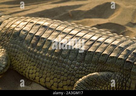 Nepal, Chitwan National Park, details of a Gharial (Gavialis gangeticus) in the Gharial ...