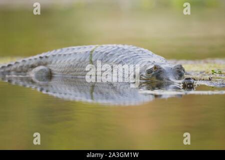 Nepal, Chitwan National Park, Gharial (Gavialis gangeticus) in the Gharial Conservation Breeding ...