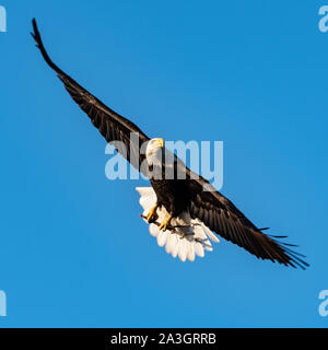 An American Bald Eagle soaring through a clear blue sky with its wings ...