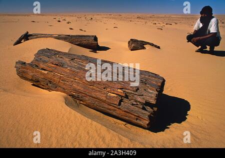 Niger, Tenere, Petrified trees in the desert of Tenere Stock Photo - Alamy