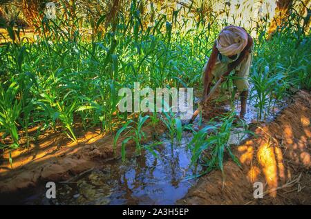 Algeria Timimoun Irrigation system Stock Photo: 14081163 - Alamy