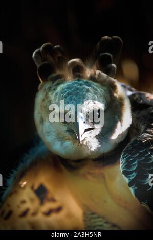 Amazonia, deforestation, Ecuador, environment, nature Stock Photo - Alamy