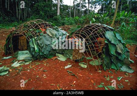 Congo, East, Lobeke, Baka pygmies groups build huts built with curved ...