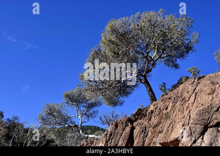 Pine tree hanging on a cliff over Agia Fotia beach, Ierapetra, Lasithi ...
