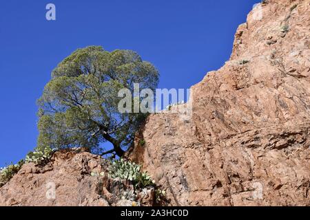 Pine tree hanging on a cliff over Agia Fotia beach, Ierapetra, Lasithi ...