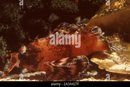 Fu Manchu Lionfish / (Dendrochirus biocellatus) / Twinspot Lionfish ...