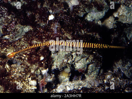 Many-banded pipefish, Doryrhamphus multiannulatus Stock Photo - Alamy