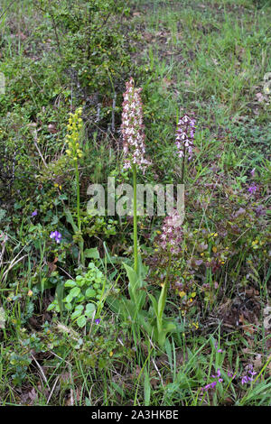 Orchis × wulffiana (O. punctulata × O. purpurea Stock Photo - Alamy