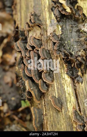 Rusty gilled polypore is a fungus growing on conifers Stock Photo - Alamy