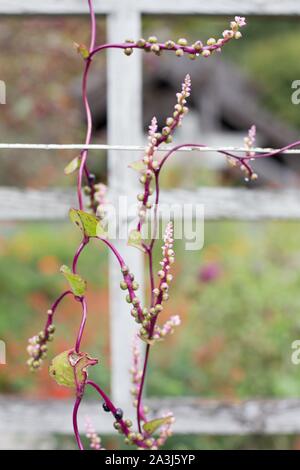 Basella alba 'Rubra' vine Stock Photo - Alamy