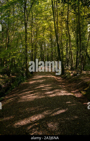 A walking route in Tehidy Country Park, the largest area of woodland in ...