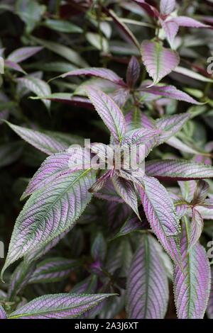 Strobilanthes dyeriana, the Persian shield or royal purple plant Stock ...