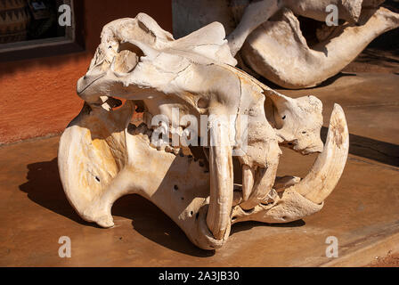 The sun bleached skull of a hippo, Hippopotamus amphibius, decaying in ...