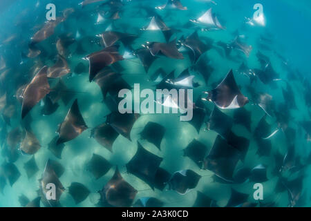 The annual mobula ray migration Stock Photo - Alamy