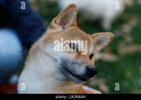 Red fox, a dog-like animal. The fox is looking for food at night in a ...