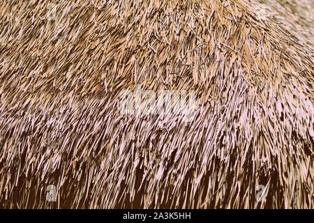 Palm roof texture close up. Tropical background Stock Photo - Alamy