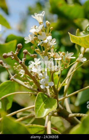 Kukui or Candlenut Tree blossom and leaves Hawaii Stock Photo - Alamy