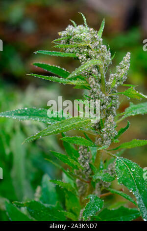 Huauzontle (Aztec Broccoli Stock Photo - Alamy