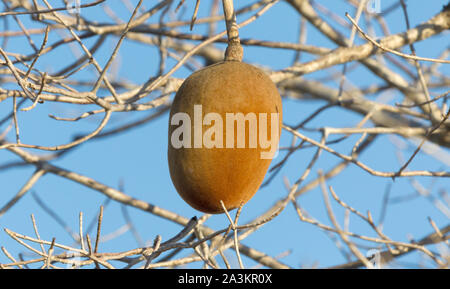 Baobab tree fruit Stock Photo - Alamy