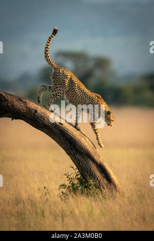 Cheetah walks down bent tree in savannah Stock Photo - Alamy