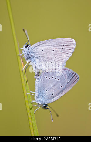 Pairing Small Blue Butterflies Stock Photo - Alamy