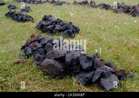 Cultivated peat bog bricks stacked for drying in rural Irish landscape ...