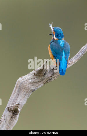 A fish poking it's head out of the water Stock Photo - Alamy