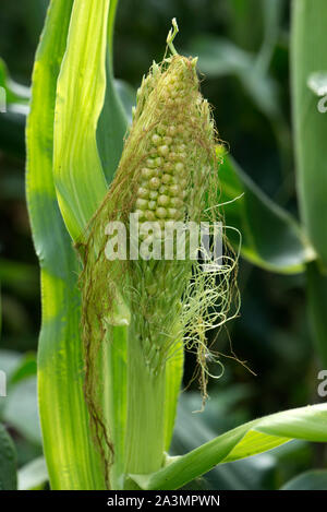 Maize or Zea mays is a monoecious plant. The stamens of the flower ...