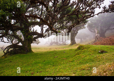 Laurissilva jurassic forest Madeira Island Portugal in the fall Stock ...