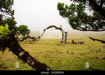 Laurissilva jurassic forest Madeira Island Portugal in the fall Stock ...