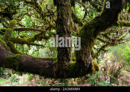 Laurissilva jurassic forest Madeira Island Portugal in the fall Stock ...