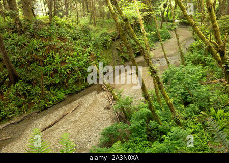 The James Irvine Trail at Fern Canyon, Prairie Creek Redwoods State ...