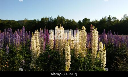 Lupine, Sugar Hill, White Mountains, New Hampshire, USA Stock Photo - Alamy