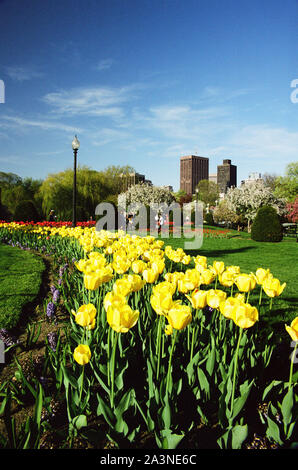 Tulips in a garden, Boston Public Garden, Boston, Suffolk County ...