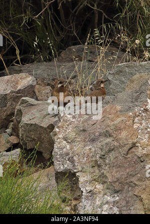 Moustached Turca (Pteroptochos megapodius megapodius) pair standing on ...