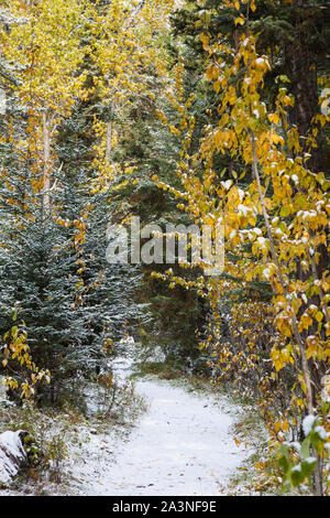 Scene from the Fenland Loop trail in Banff Alberta after the first ...