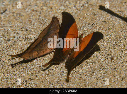 Sunset daggerwing (Marpesia furcula) butterfly, Podocarpus National ...