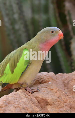 Princess of Wales parakeet or Queen Alexandra parrot ( Polytelis ...