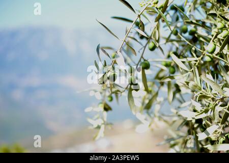 Turkish Plants, Leaves and Trees all found in abundance on the Southern ...