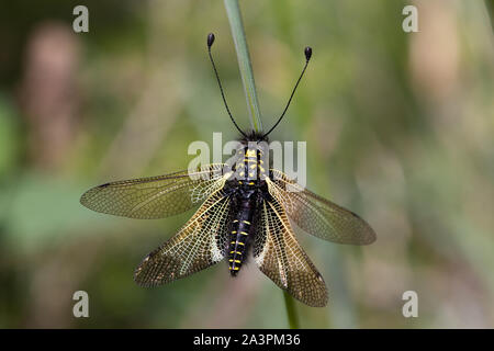Libelloides hispanicus (Spanish Owlfly) resting on a grass stem Stock ...