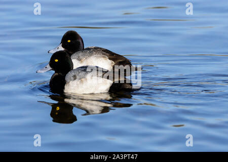Aythya affinis, Broadbill, ducks, Lesser Scaup, Little Bluebill, male ...