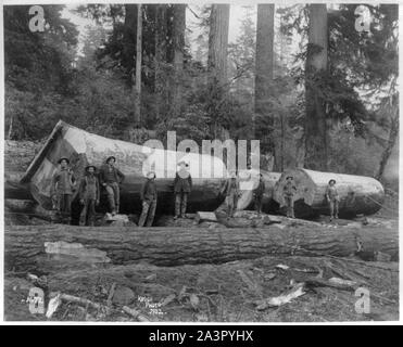 Steam logging in Washington Stock Photo - Alamy