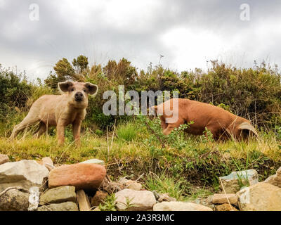 Group of small bushes on the meadow, close up Stock Photo - Alamy