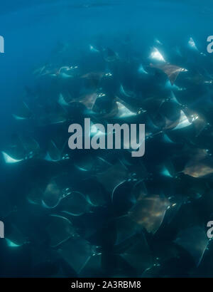 The annual mobula ray migration Stock Photo - Alamy