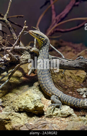 Varanus acanthurus / Spiny tailed monitor / ackie monitor Stock Photo - Alamy