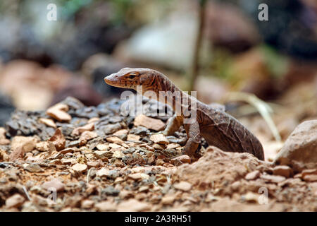 Northern Pilbara rock monitor lizard (varanus pilbarensis Stock Photo ...