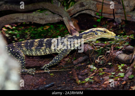The yellow-headed water monitor (Varanus cumingi). It is a large ...