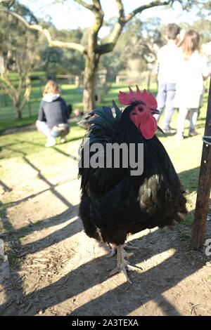 Edendale Farm, Melbourne, Victoria, Australia Stock Photo - Alamy